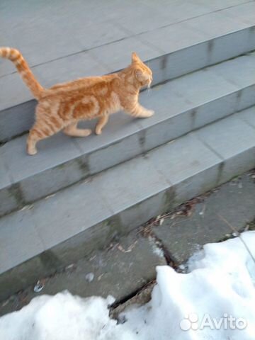 Котята в добрые руки бесплатно