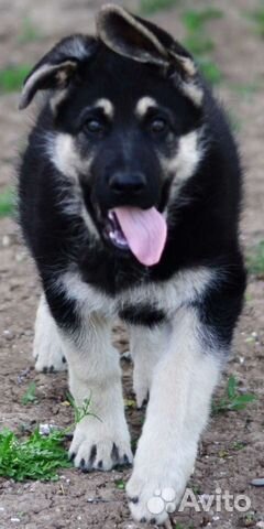 Восточноевропейская овчарка