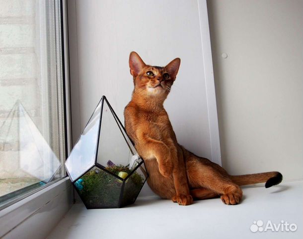 Абиссинская