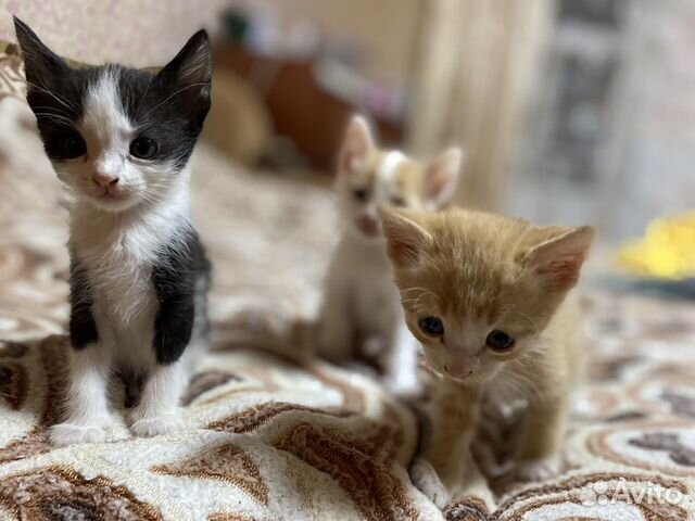 Котята