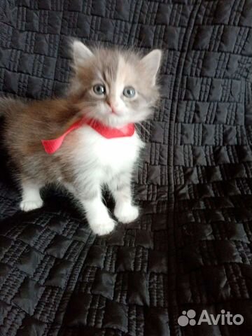 Кошка и котята в дар