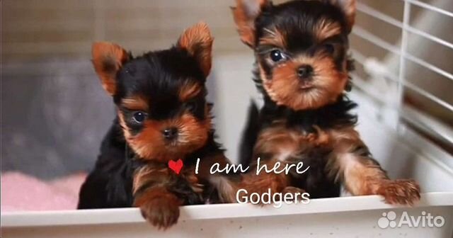 Красивые Йорочки для дома