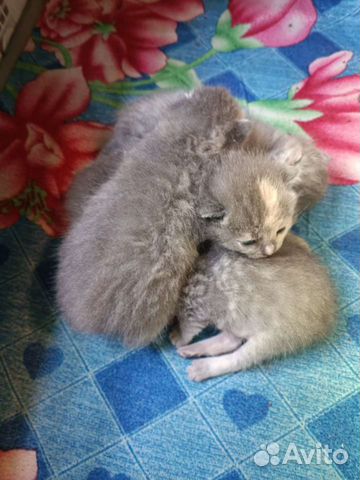 Ищу кормящую кошку