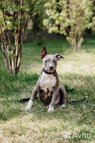 Толстячок Царевич