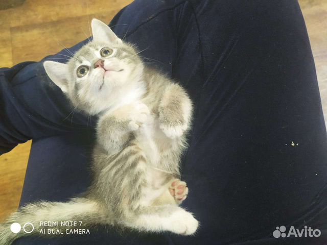 Котенок от вилоухой кошечки