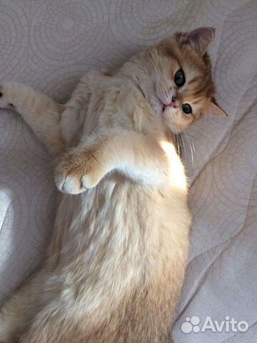 Британский кот