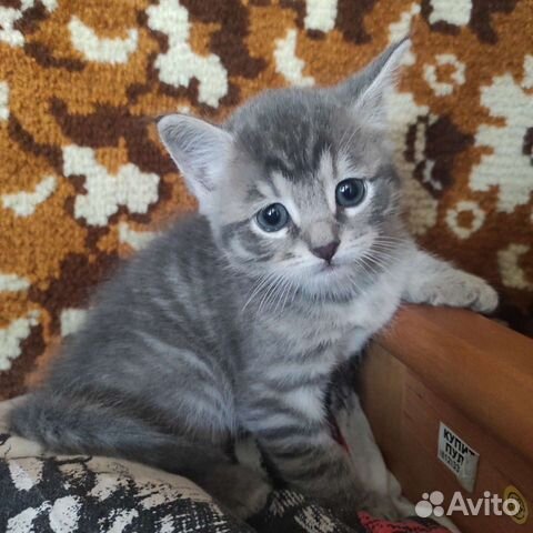 Кошки в добрые руки бесплатно