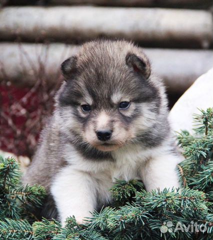 Хаски агути