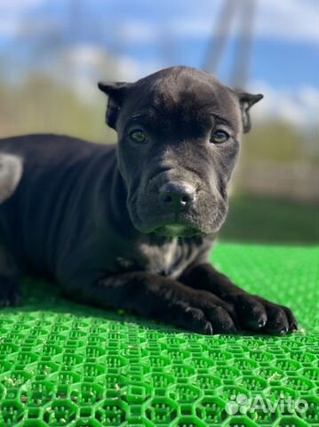 Питбуль кобель