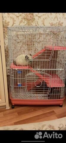 Ангорская шиншилла