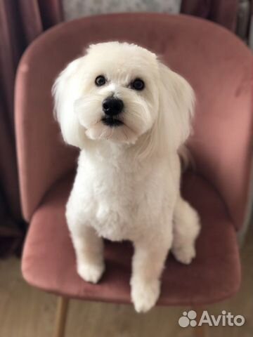 Мальтипу вязка