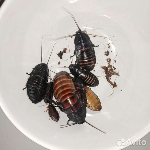 Мадагаскарские тараканы