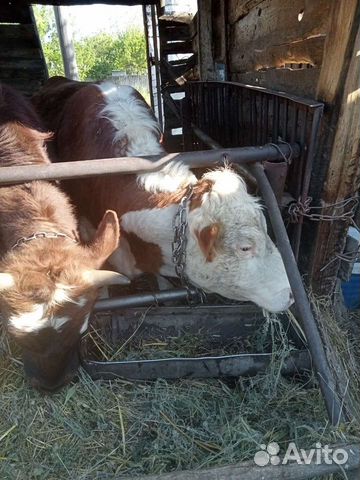 Тёлка Гарифорд