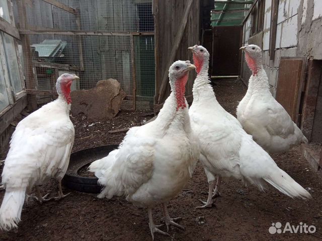 Индюки, индюшатина, мясо индейки