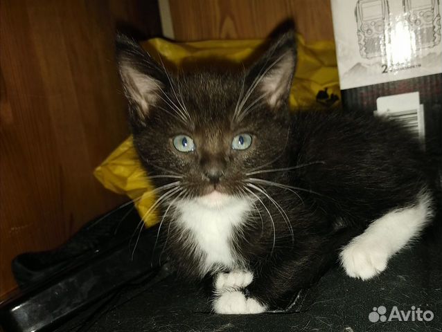 Домашний котенок