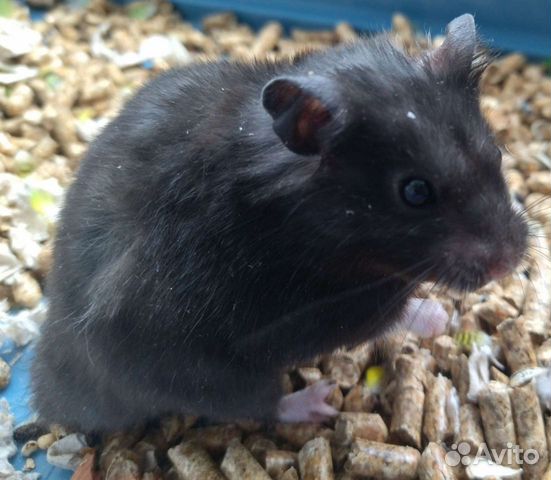 Хомяк мальчик