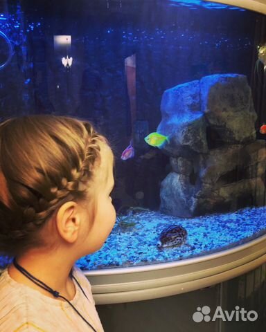 Тернеции glofish