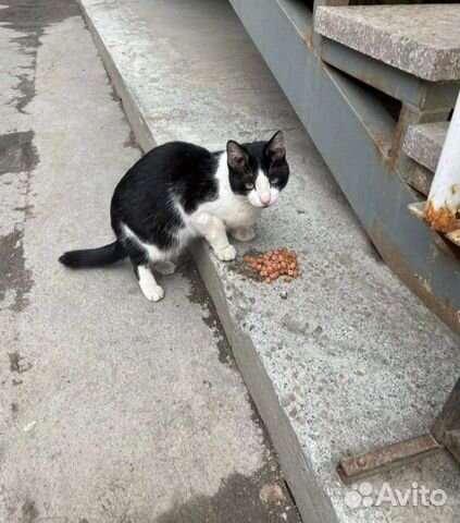Кот ищет дом