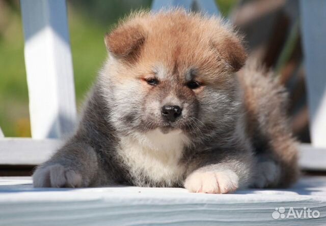 Акита мальчик