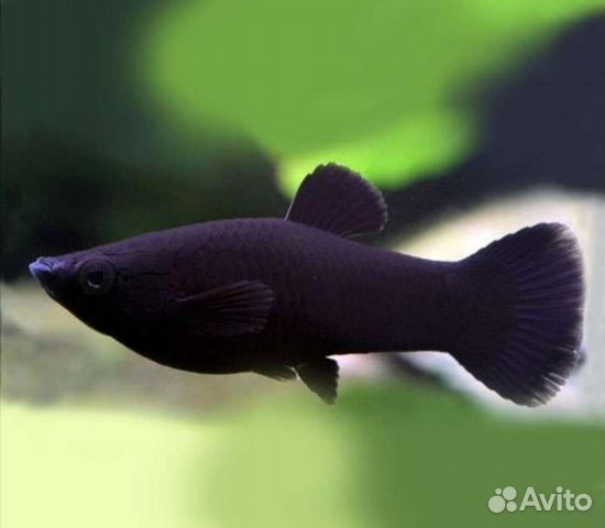 Моллинезии