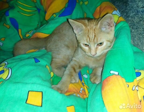Отдам котёнка в добрые руки