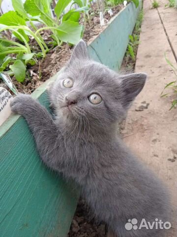 Кошки