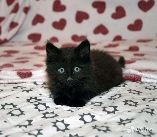 Кошка и котята в дар