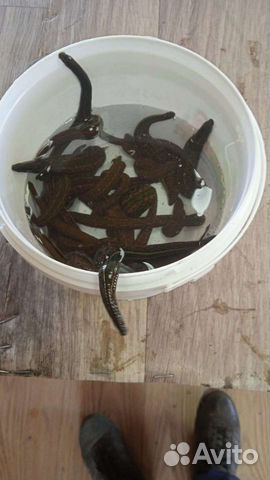 Пиявки медицинские