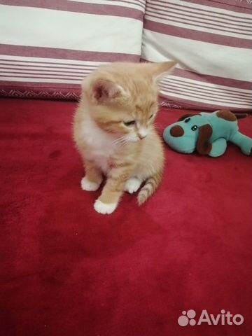 Котята отдам бесплатно