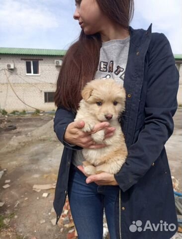 Ищет дом щенок не крупной Собачки Пончик