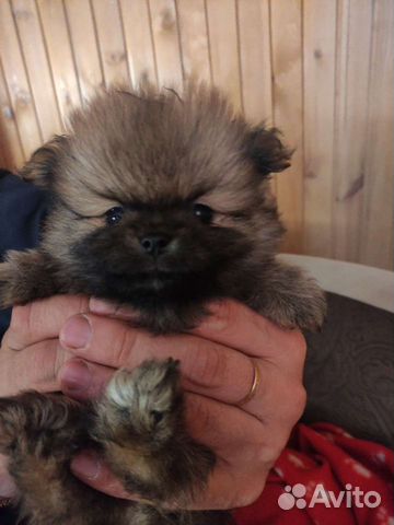 Померанский шпиц тип мишка мини