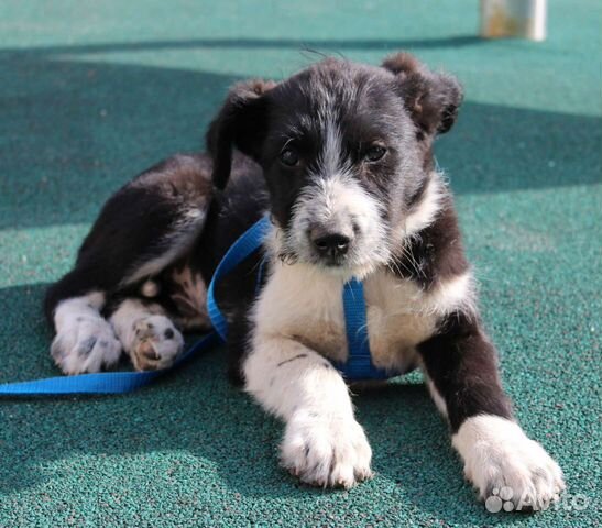 Тимошка ищет дом