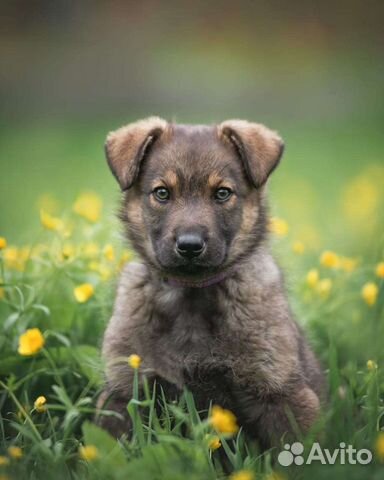 Собаки бесплатно в добрые руки
