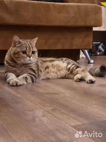 Шотландский котик для вязки