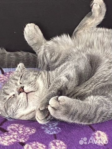 Шотланский вислоухий котенок бесплатно