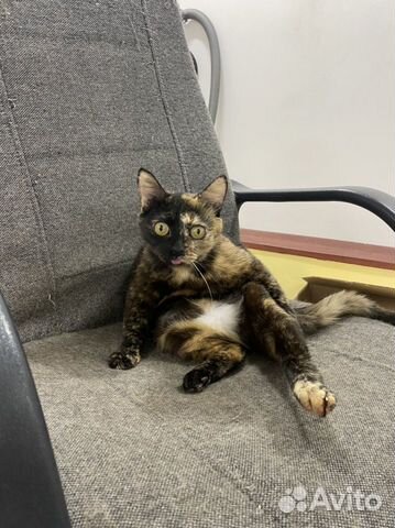 Кошка в добрые руки