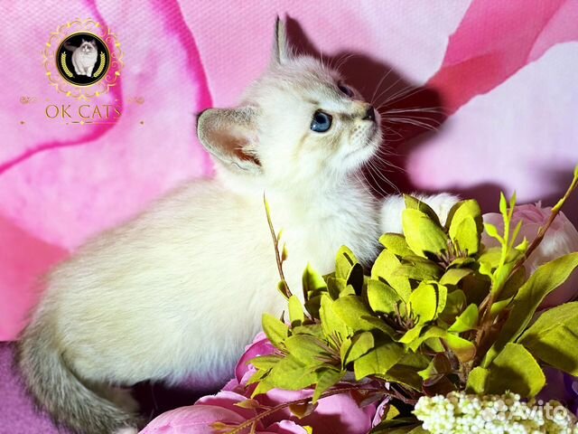 Нежнейший мальчик из помета манчкина