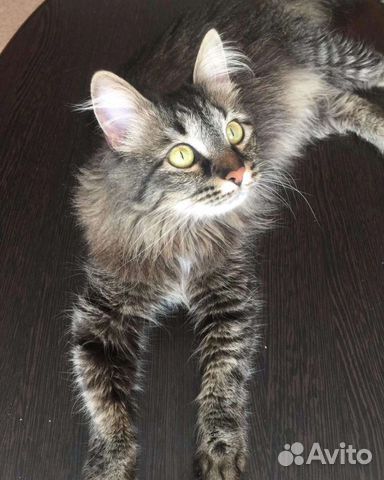 Котик Сибирский 2года