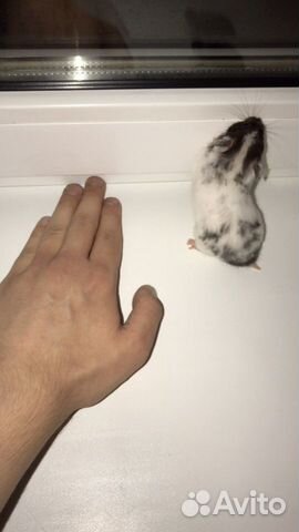 Серийские хомяк