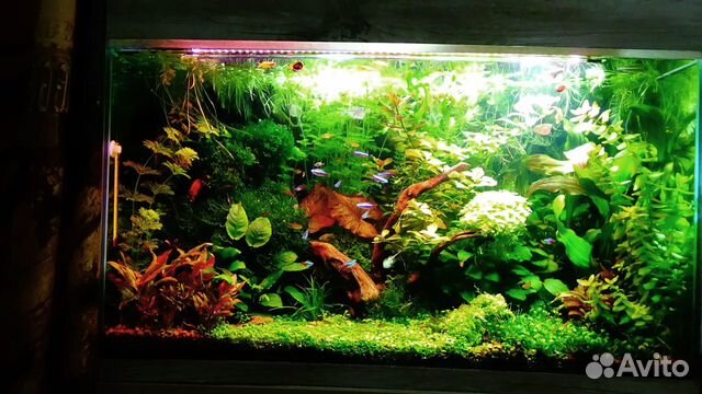 Действующий шикарный аквариум с тумбой