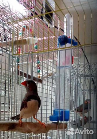 Зебровые амадины мальчишки