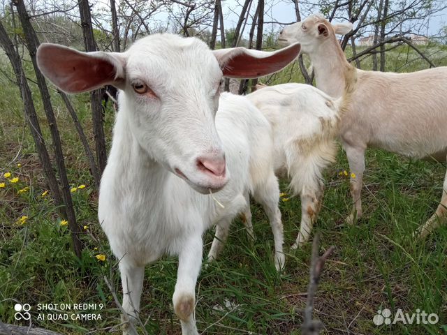Козы молодые на продажу