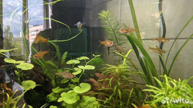 Тетра Аманда стайка