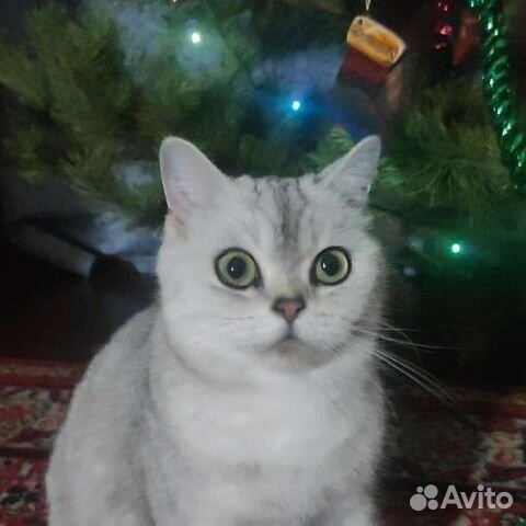 Продаются котята Британские