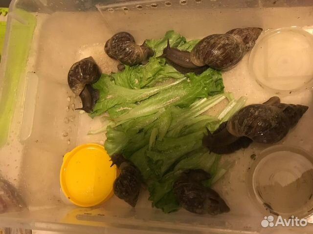 Улитки ахатины