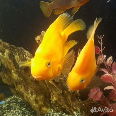 Рыбка попугай