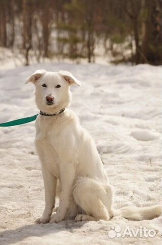 Белоснежный Умка ждет хозяина