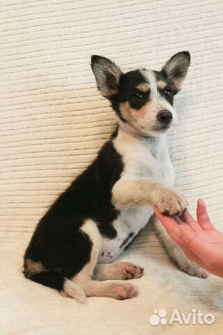 Берта в дар