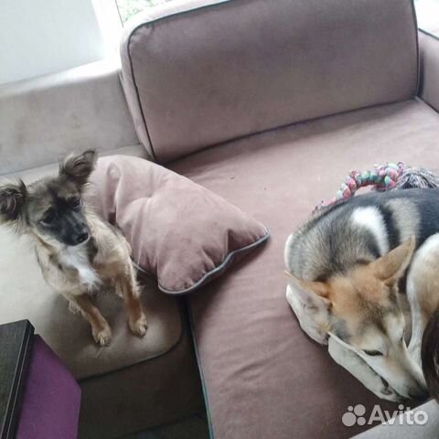 Собака лисичка 7 кг ищет дом