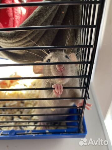 Крысёныш в добрые руки